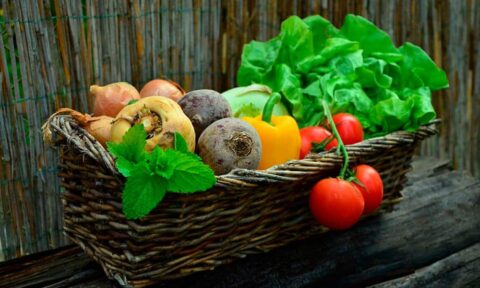 ¿Qué se puede comer en una dieta hipocalórica? - Instituto DYN